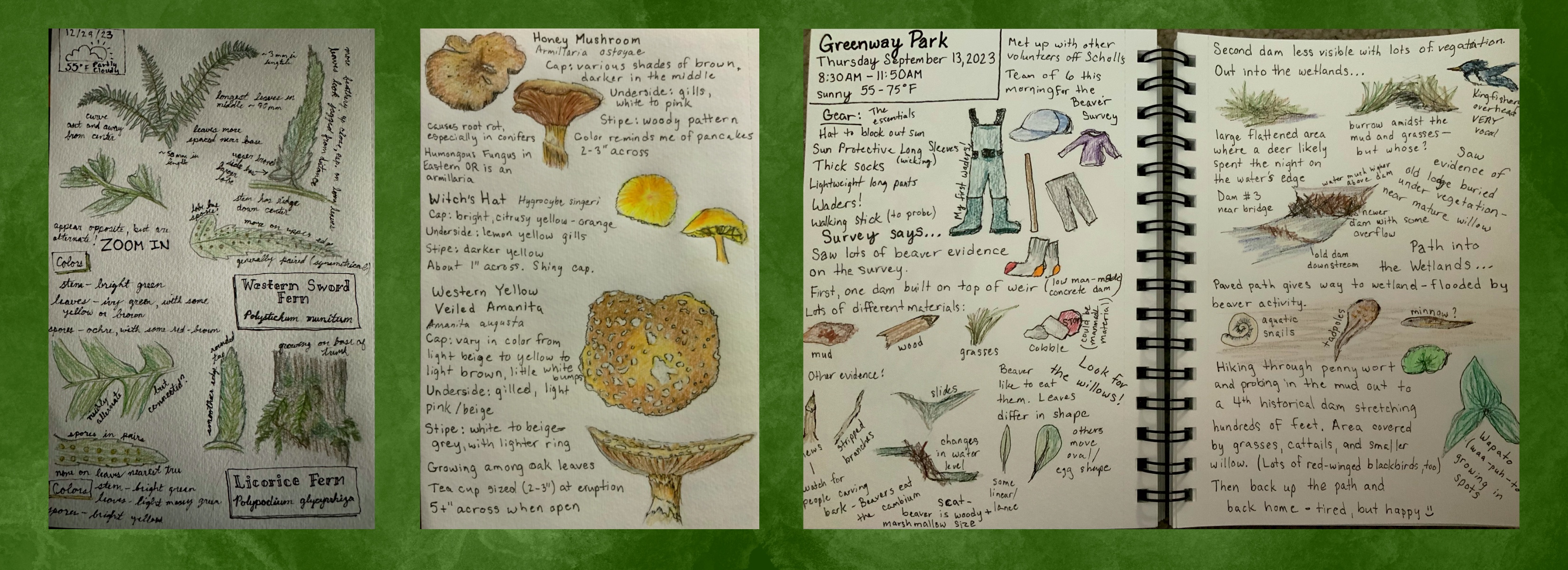 Nature Journaling – Fernheart Designs